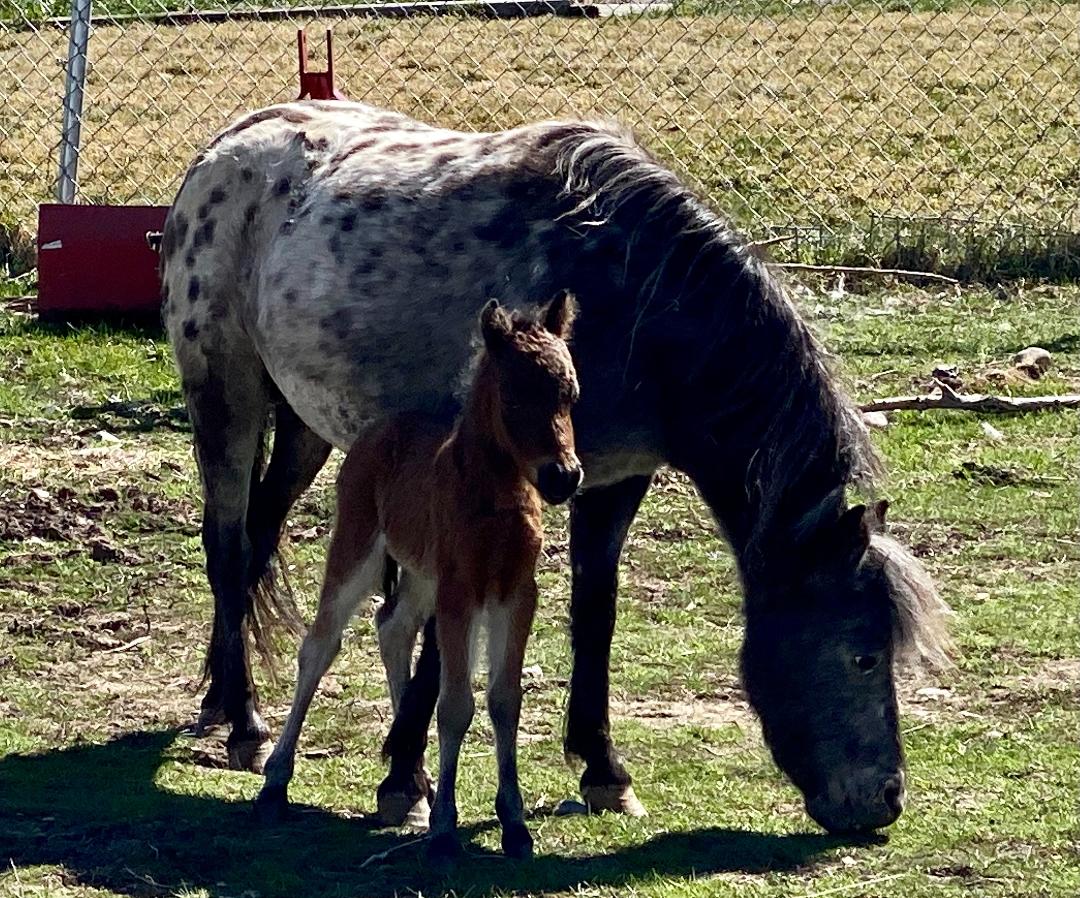 ::Desert Realm Miniature Horses:: Stallions